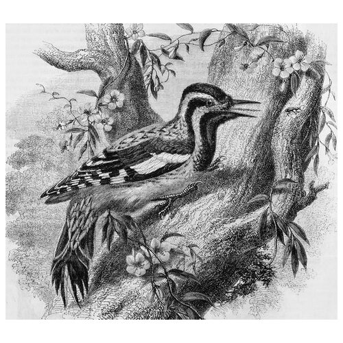 Постер Птица на дереве (Bird on a tree) 67см. x 60см.
