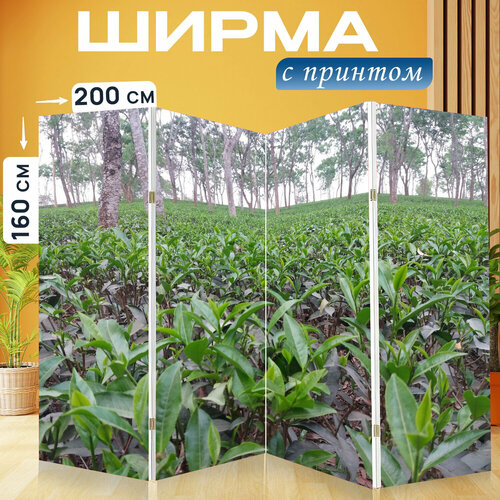 Ширма перегородка с принтом "Чайный сад, читтагонг, бангладеш" на холсте - 200x160 см. для зонирования, раскладная