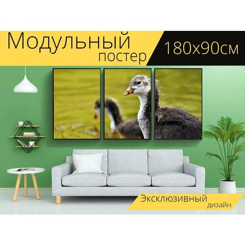 Модульный постер "Лысуха, утка, цыпленок" 180 x 90 см. для интерьера