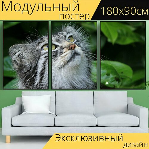 Модульный постер "Манул, кошка, дикий" 180 x 90 см. для интерьера