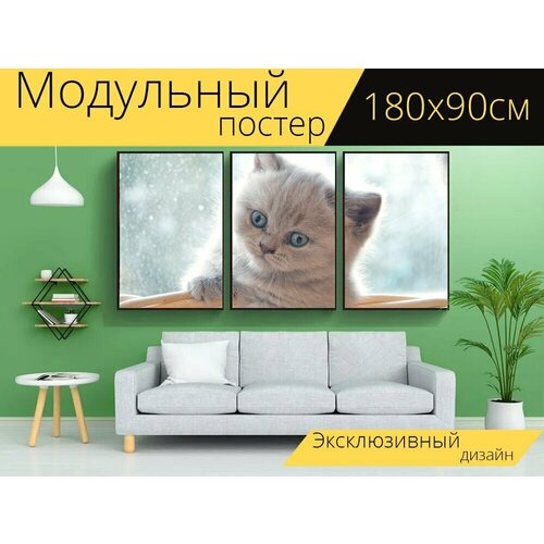Модульный постер "Котёнок, британский, британский кот" 180 x 90 см. для интерьера