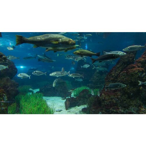 Картина на холсте 60x110 LinxOne "Камни водоросли аквариум рыба вода" интерьерная для дома / на стену / на кухню / с подрамником