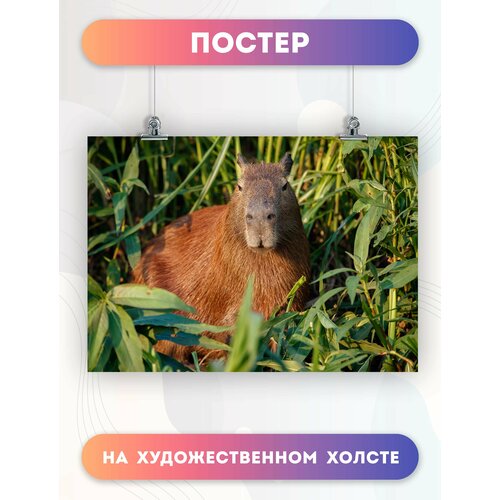 Постер на стену животные капибара animals capybara (7) 60х80 см