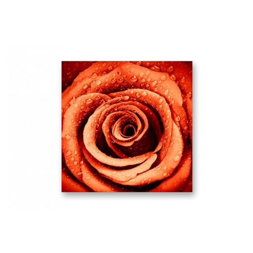 Картина на стекле | Diva Kartina | Цветы. Утренняя роза | 40X40 см | Интерьерный постер