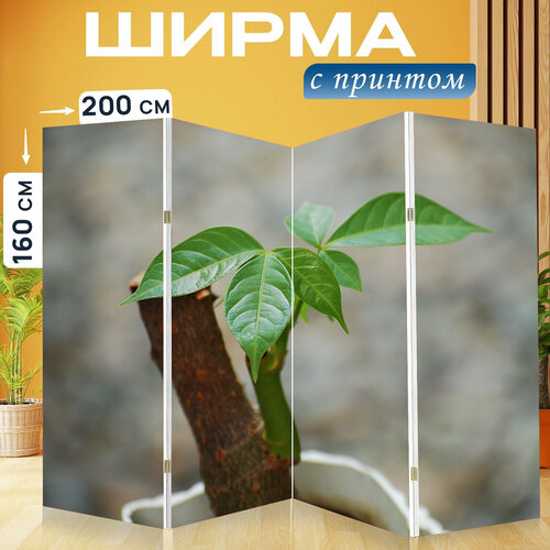 Ширма перегородка с принтом "Денежное дерево, бонсай, сад" на холсте - 200x160 см. для зонирования, раскладная