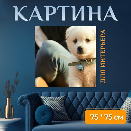Картина на холсте "Домашние животные, собака, милый" на подрамнике 75х75 см. для интерьера