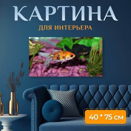 Картина на холсте "Золотая рыбка, рыбы, аквариум" на подрамнике 75х40 см. для интерьера