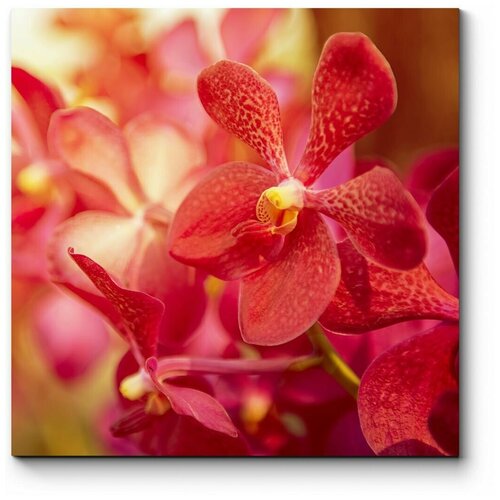 Модульная картина Чарующая орхидея в последних лучах солнца 90x90