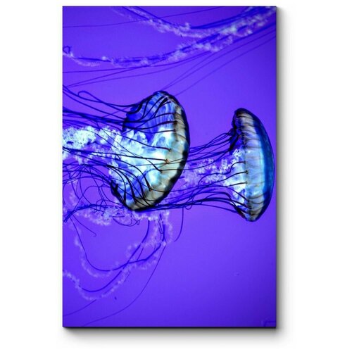 Модульная картина Пара изящных медуз 50x75