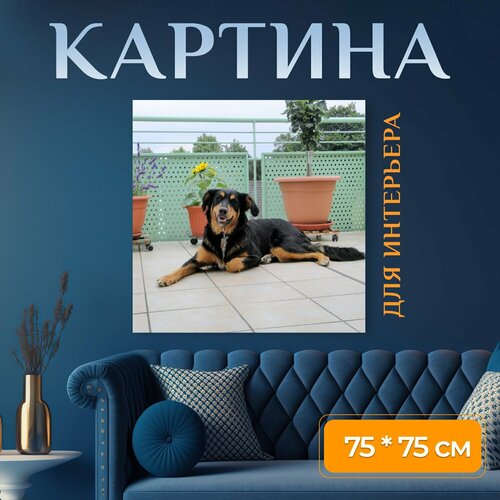 Картина на холсте "Собака, гибридный, лицо" на подрамнике 75х75 см. для интерьера