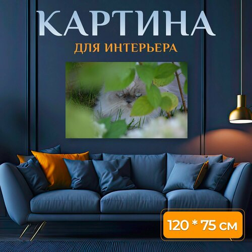 Картина на холсте "Персидская кошка, кот, похмелье" на подрамнике 120х75 см. для интерьера