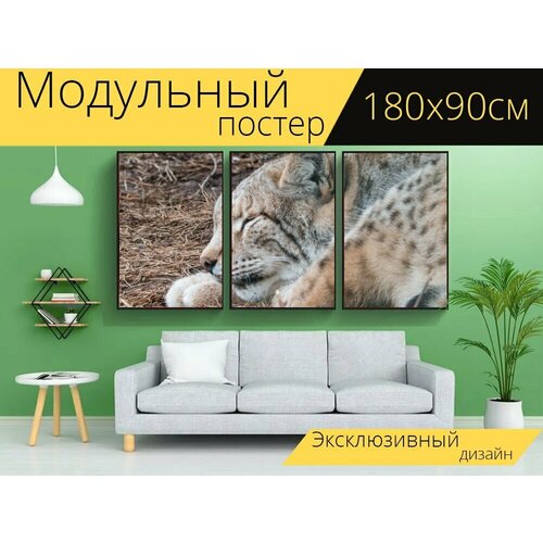 Модульный постер "Рысь, спать, животное" 180 x 90 см. для интерьера