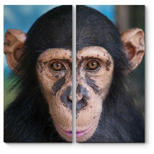 Модульная картина Очаровательный шимпанзе60x60