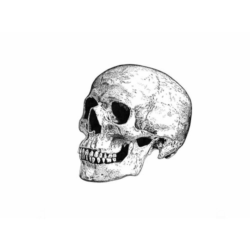 Плакат, постер на бумаге Minimal: Skull/Череп/искусство/арт/абстракция/творчество. Размер 30 х 42 см