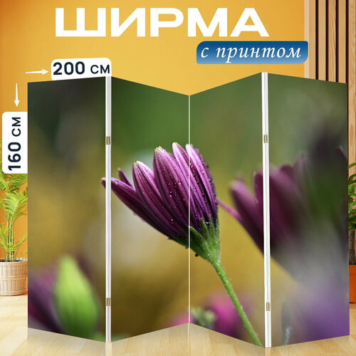 Ширма перегородка с принтом "Цветок, маргарита, цветочное приветствие" на холсте - 200x160 см. для зонирования, раскладная