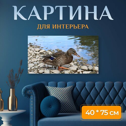 Картина на холсте "Кряква, птица, пруд" на подрамнике 75х40 см. для интерьера