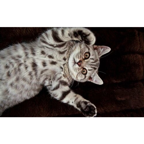 Картина на холсте 60x110 LinxOne "Кот, пятнистый, лежать, игривый" интерьерная для дома / на стену / на кухню / с подрамником