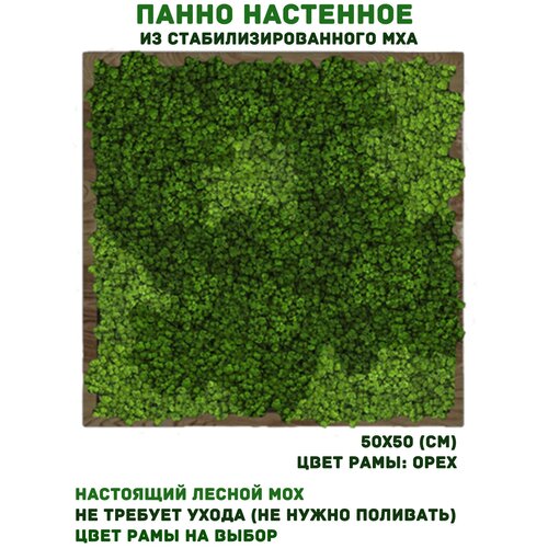 Панно из стабилизированно мха GardenGo в рамке цвета орех, 50х50 см, цвет мха зеленый