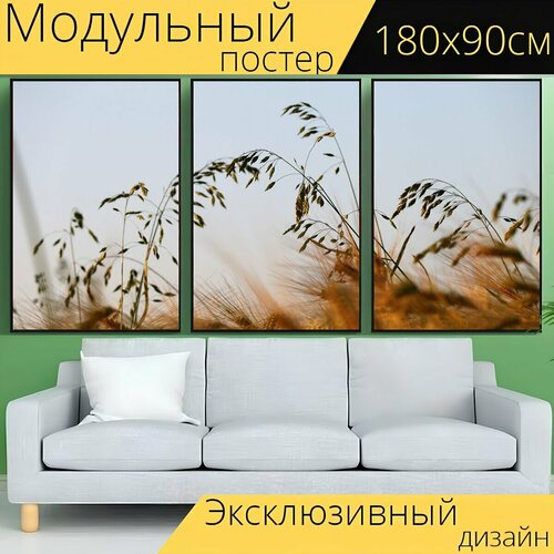 Модульный постер "Трава на ветру, ячменное поле, весна" 180 x 90 см. для интерьера