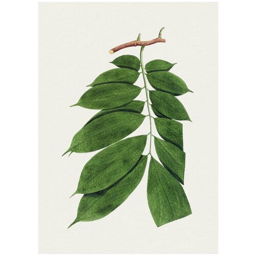 Постер / Плакат / Картина Листья - Листья коричневой левканты 90х120 см в подарочном тубусе