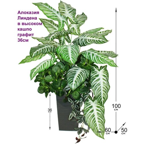 Искусственное растение Алоказия Линдена в высоком 36см кашпо графит