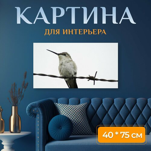 Картина на холсте "Птица, животное, колибри" на подрамнике 75х40 см. для интерьера