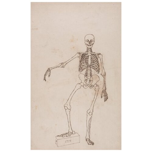 Репродукция на холсте Скелет человека, вид спереди Стаббс Джордж 30см. x 49см.