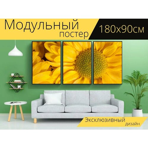 Модульный постер "Садовые хризантемы, хризантема крупноцветковая, всего пыльцы" 180 x 90 см. для интерьера