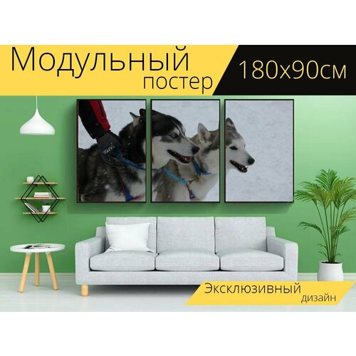 Модульный постер "Гонка на собачьих упряжках, хаски, собаки" 180 x 90 см. для интерьера