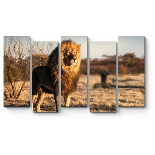 Модульная картина Одинокий лев 100x58