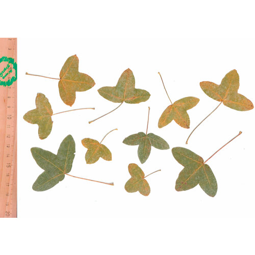 Плоские сухоцветы - Клён монпленийский (трехлопастный), осенние листья для заливки смолой и рукоделия, 10 шт