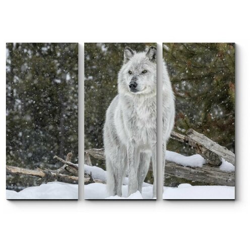 Модульная картина Серый волк 160x115