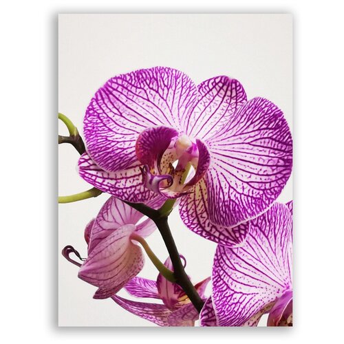 Гравюра Постер на бумаге / Orchid / Орхидеи