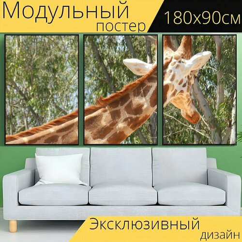 Модульный постер "Жирафа, зоопарк, животное" 180 x 90 см. для интерьера