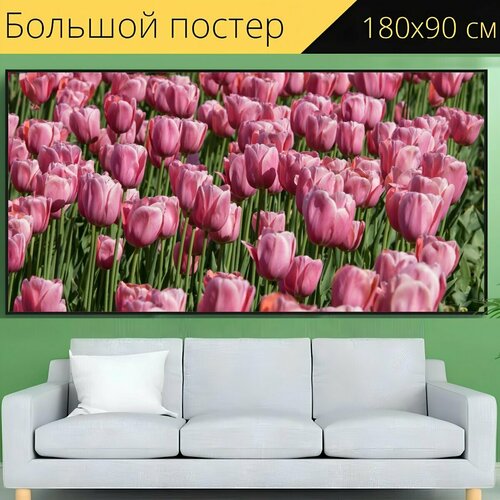 Большой постер "Тюльпан, поле тюльпанов, природа" 180 x 90 см. для интерьера
