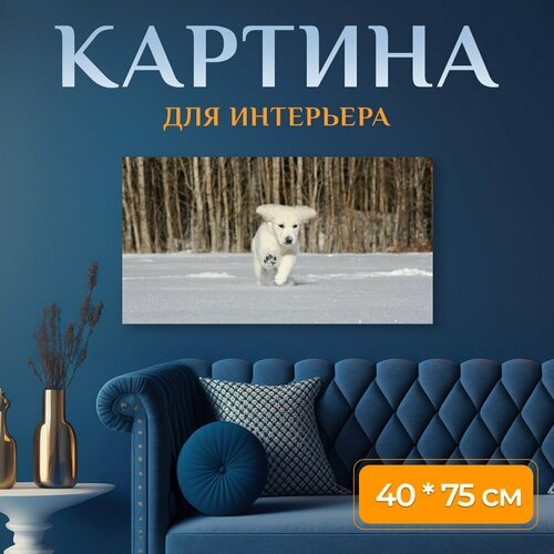 Картина на холсте "Золотистый ретривер, щенок, бег" на подрамнике 75х40 см. для интерьера