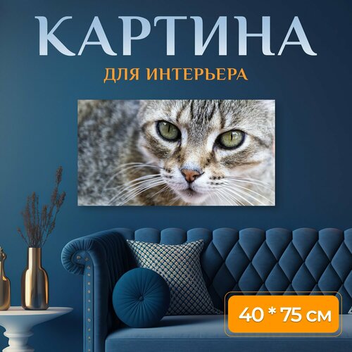Картина на холсте "Кошка, милый, нос" на подрамнике 75х40 см. для интерьера
