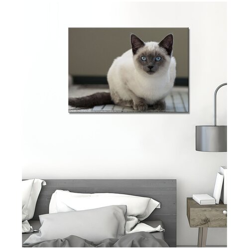 Картина - кошка, сиамская кошка, домашняя кошка, ласковая кошка, короткошерстная кошка, кот (99) 50х70