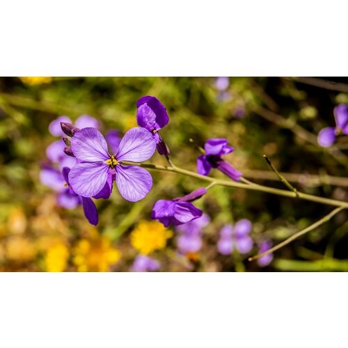 Картина на холсте 60x110 LinxOne "Растение пурпурный фиолетовая" интерьерная для дома / на стену / на кухню / с подрамником