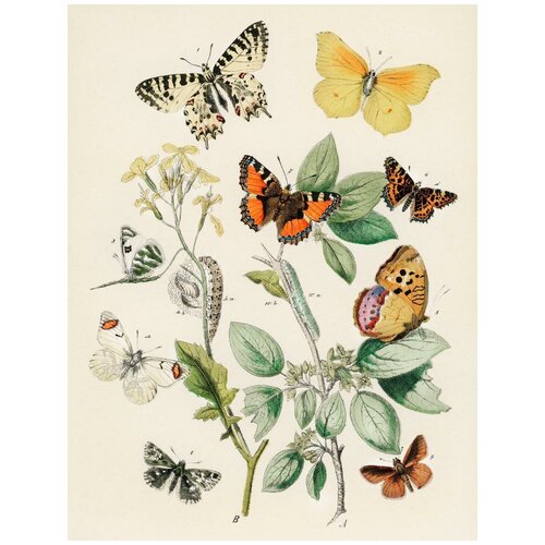 Постер / Плакат / Картина Бабочки - Разноцветные бабочки на цветах 60х90 см в подарочном тубусе