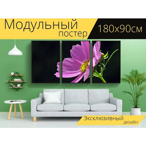 Модульный постер "Космея, цветок, лепестки" 180 x 90 см. для интерьера