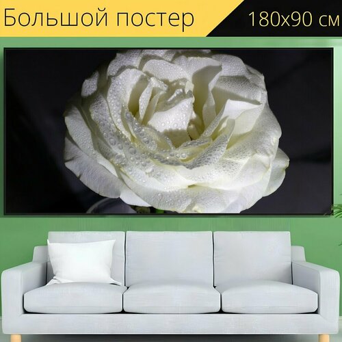 Большой постер "Роза, цветок, белая роза" 180 x 90 см. для интерьера