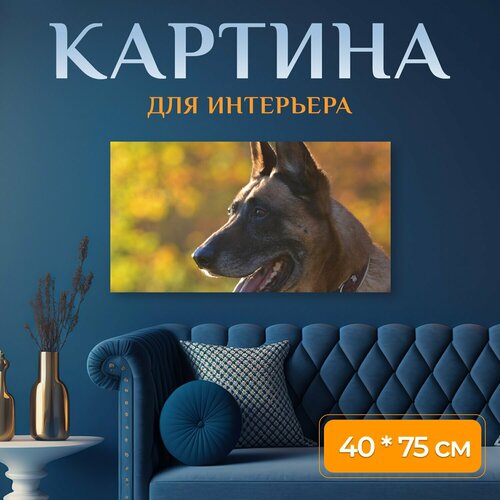 Картина на холсте "Падение, малинуа, собака" на подрамнике 75х40 см. для интерьера