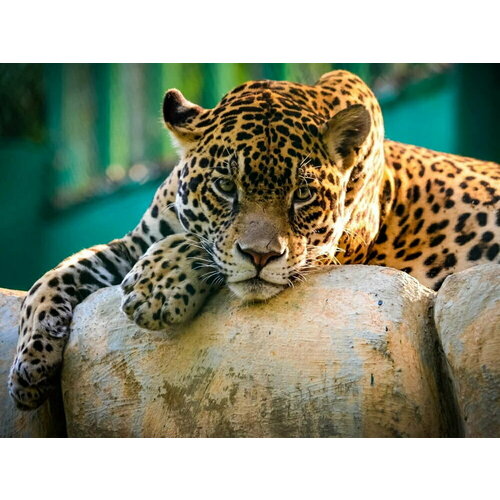 Плакат, постер на бумаге Jaguar/Ягуар/животные. Размер 42 х 60 см