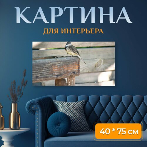 Картина на холсте "Трясогузка, птица, сидя" на подрамнике 75х40 см. для интерьера