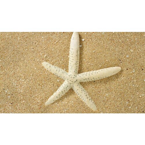 Картина на холсте 60x110 LinxOne "Морская звезда белая" интерьерная для дома / на стену / на кухню / с подрамником