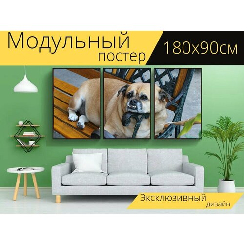Модульный постер "Собака, мопс, животное" 180 x 90 см. для интерьера
