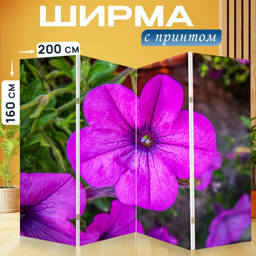 Ширма перегородка с принтом "Цвести, петуния, цветок" на холсте - 200x160 см. для зонирования, раскладная