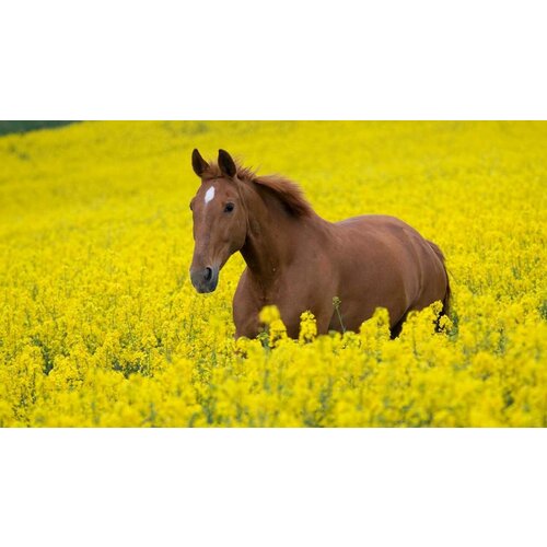 Картина на холсте 60x110 LinxOne "Лошади лошадь Растения" интерьерная для дома / на стену / на кухню / с подрамником