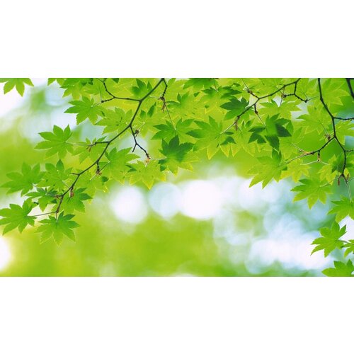 Картина на холсте 60x110 LinxOne "Зеленые листочки лето лист" интерьерная для дома / на стену / на кухню / с подрамником